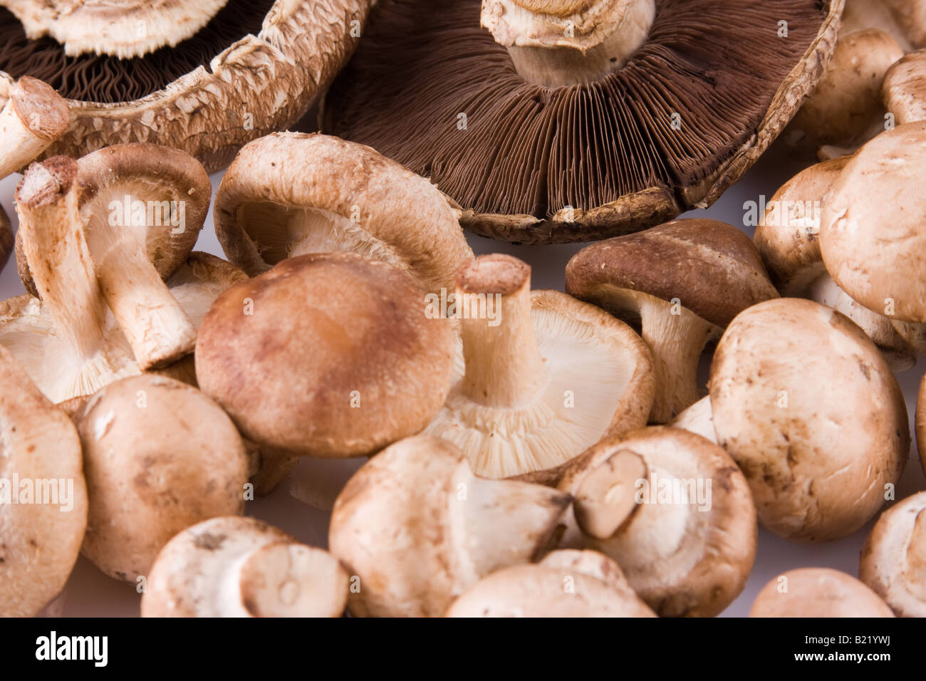 Brown Cremini, Shiitake, Portobello Mushrooms Stock Photo - Alamy