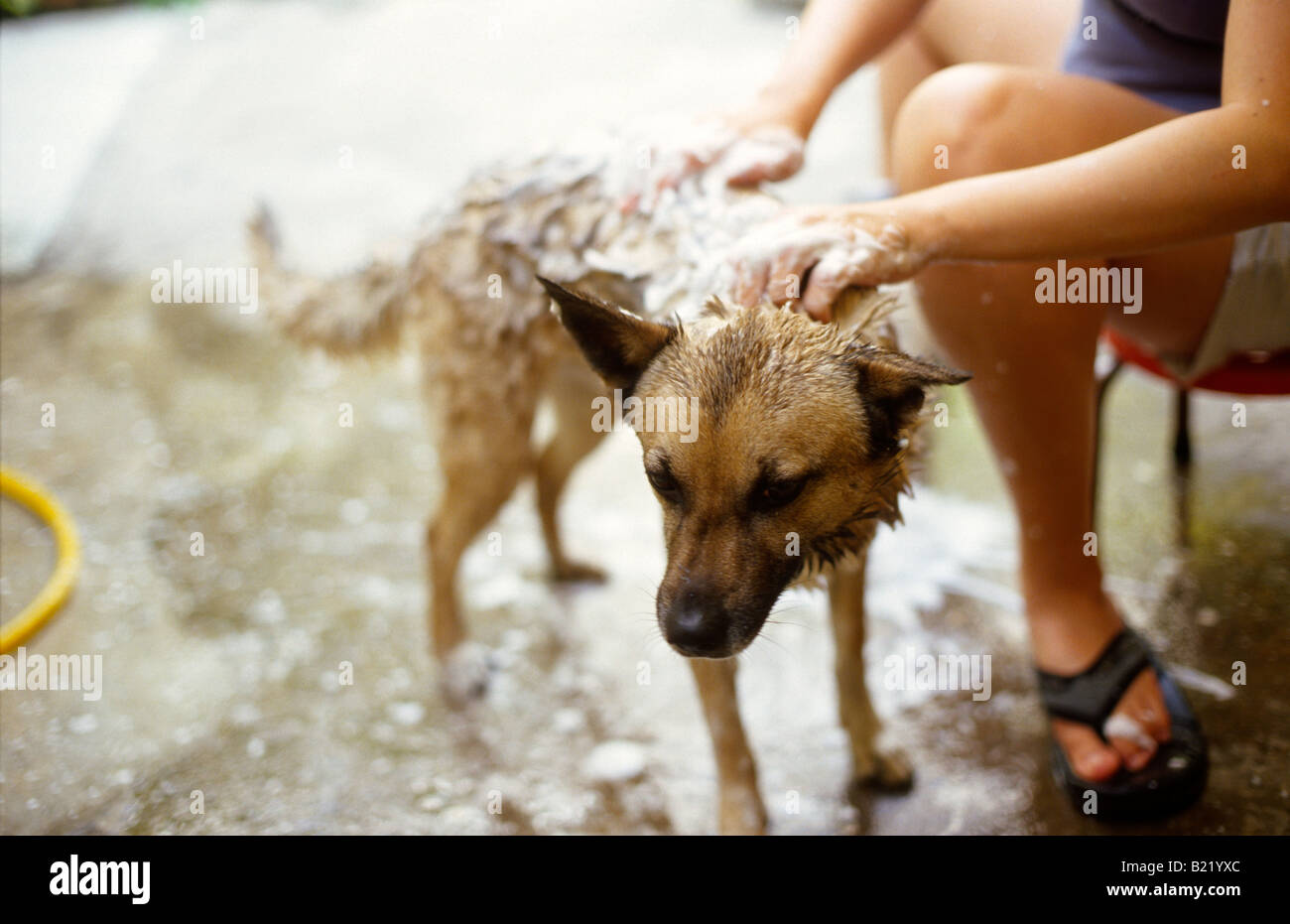 Dog being washed on patio Stock Photo - Alamy