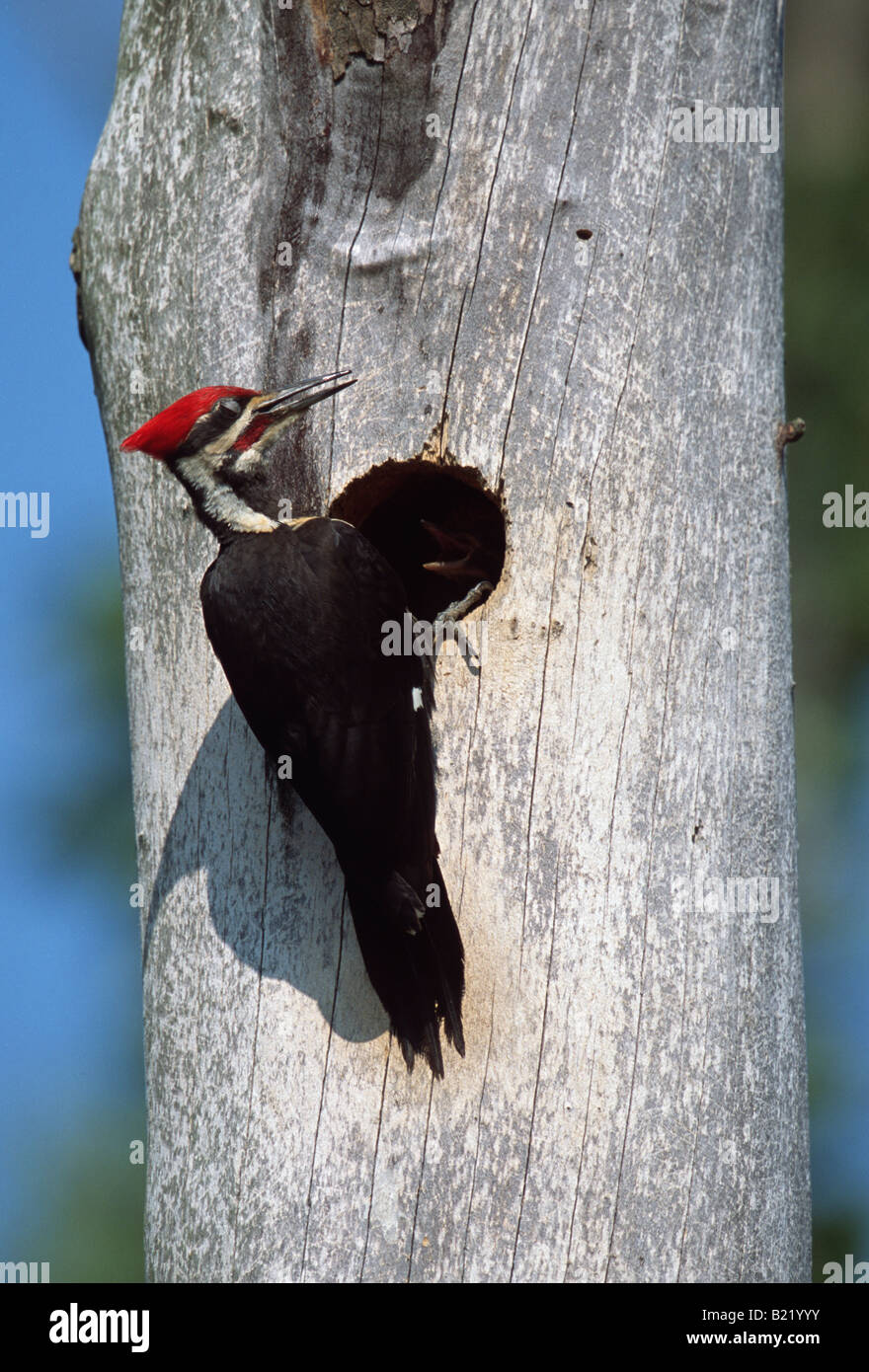 Pileated Woodpecker (Dryocopus pileatus) at the nest Stock Photo - Alamy
