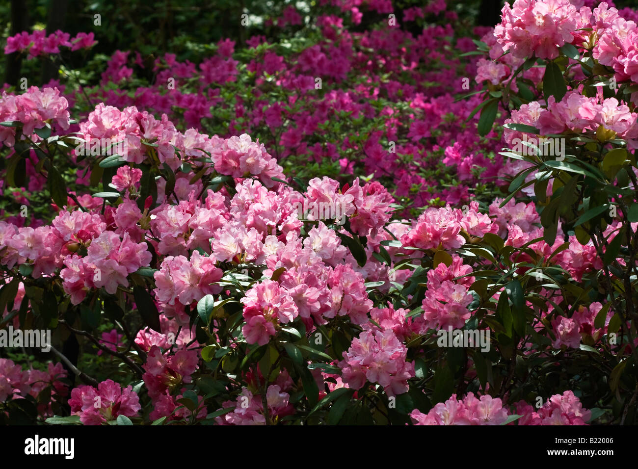 Rhododendron tree in full blossom hi-res stock photography and images ...