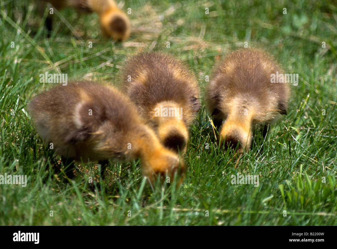 Canada Goose (Branta canadensis) hatchlings feeding Stock Photo - Alamy