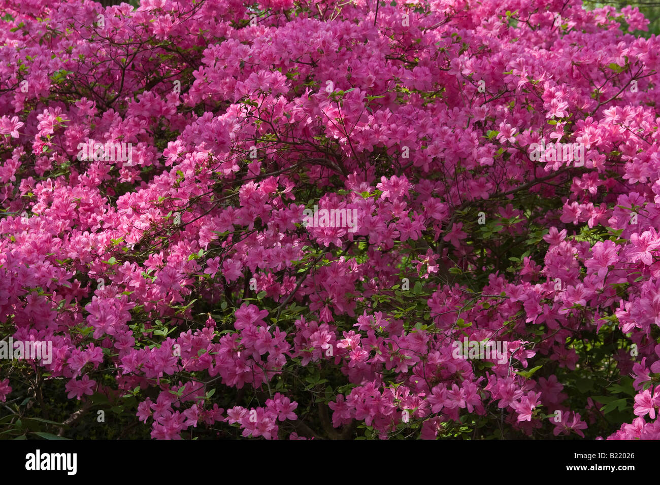 Blossoming a bush pink Azaleas in full bloom nobody early Spring time ...