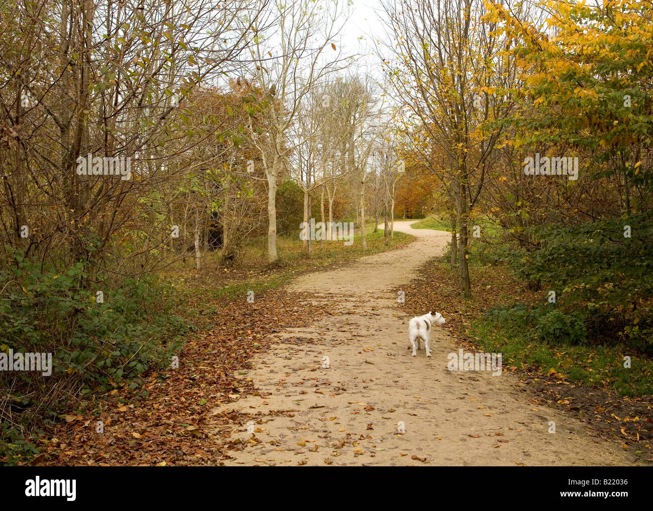 dog on a walking path through a woodland in the autumn in ...