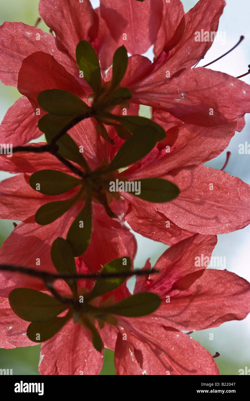 Ericaceae hi-res stock photography and images - Alamy