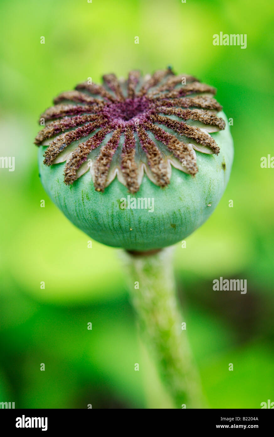 Corn poppy papaver core hi-res stock photography and images - Alamy