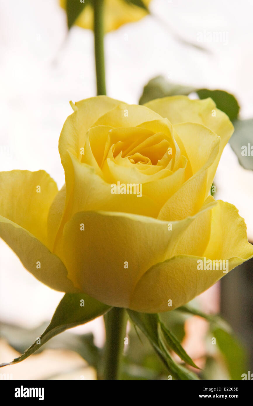 A yellow rose bloom on a window-sill Stock Photo - Alamy