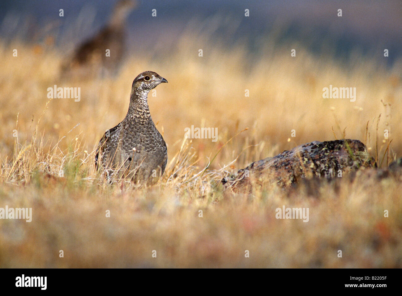 North american blue grouse hi-res stock photography and images - Alamy