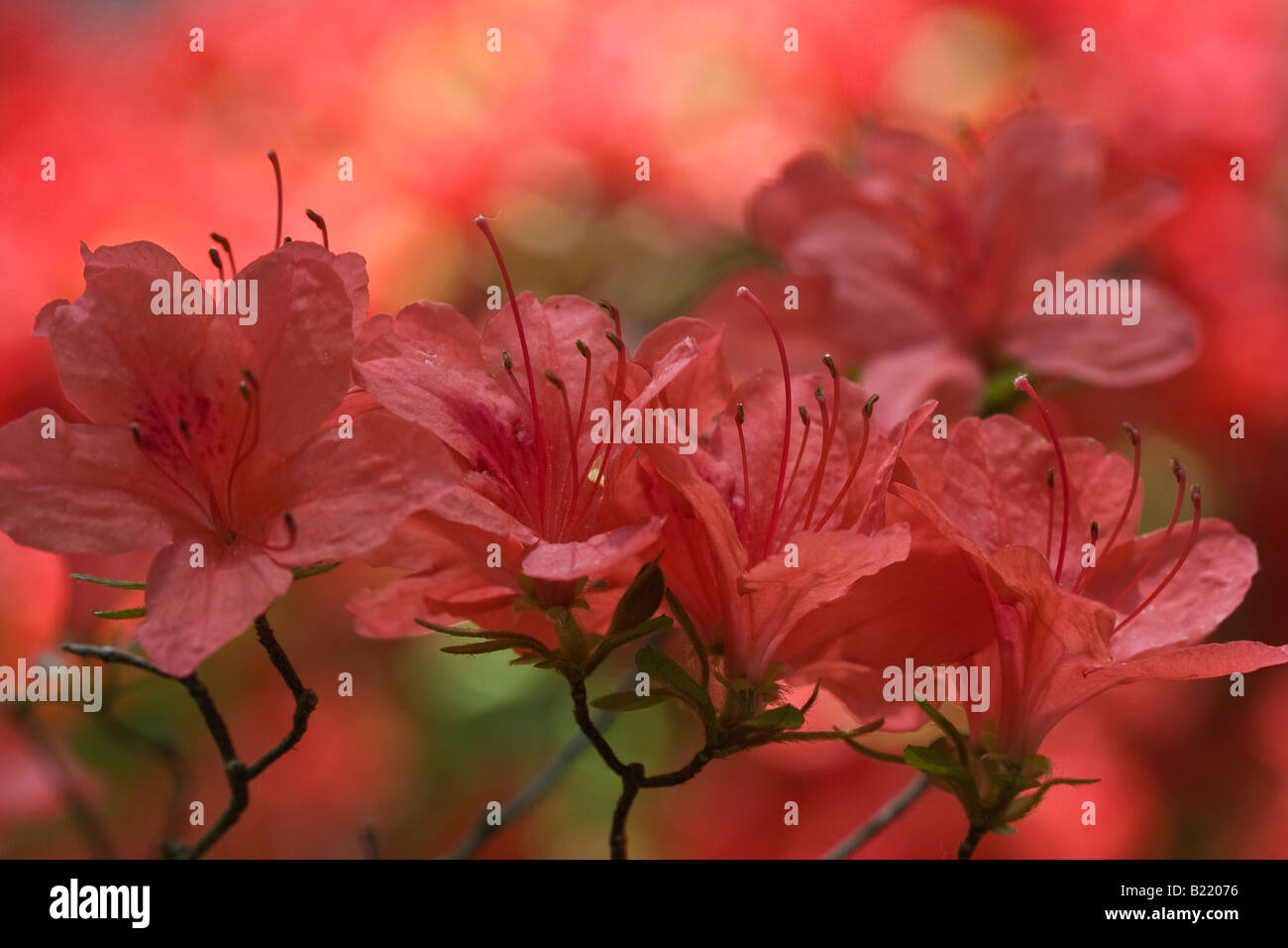 Red Rhododendron shrub flowers Ericaceae close up artistic spring pink ...