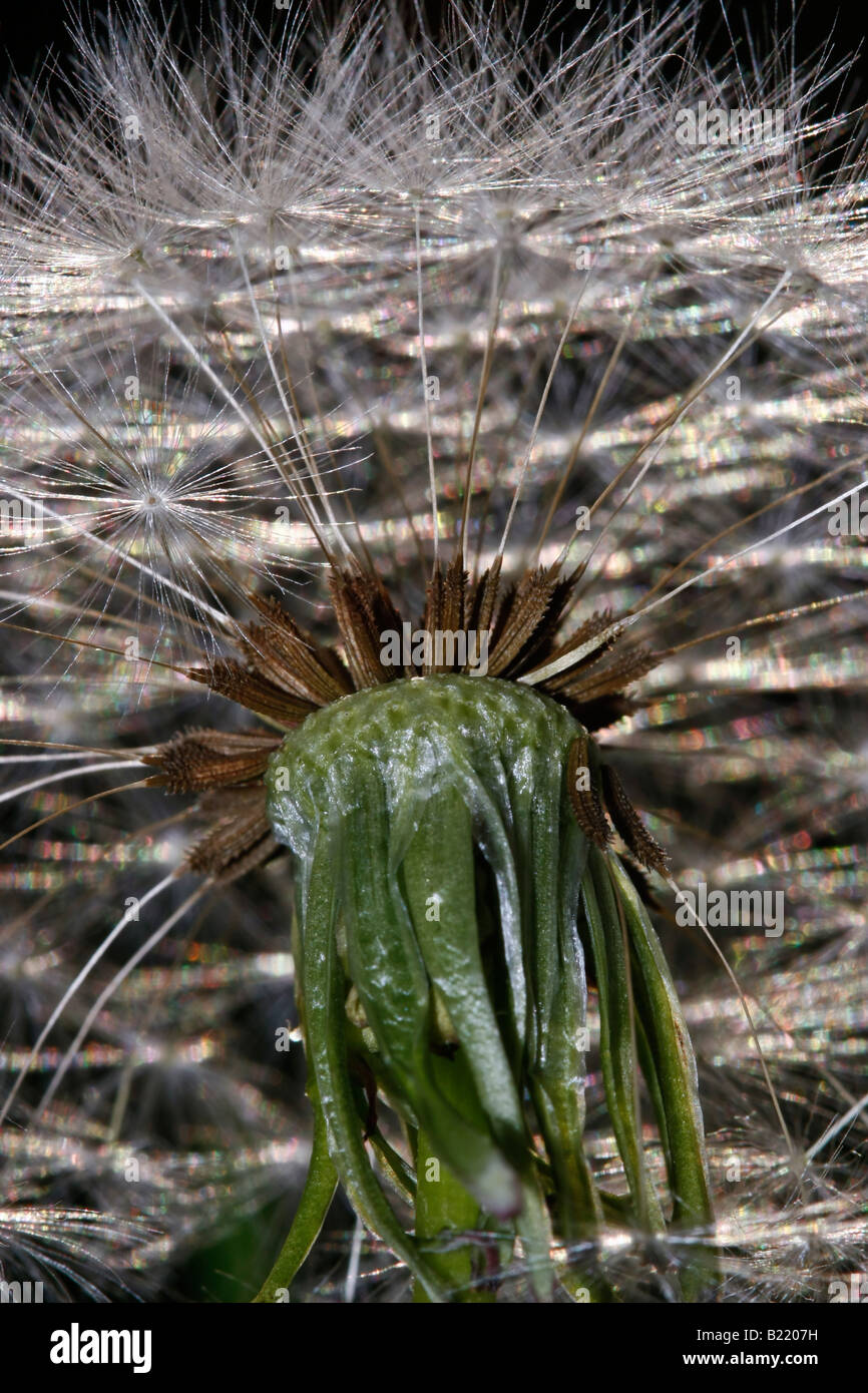 Common Dandelion Germinate seeds flower flowers flora artistic close up ...