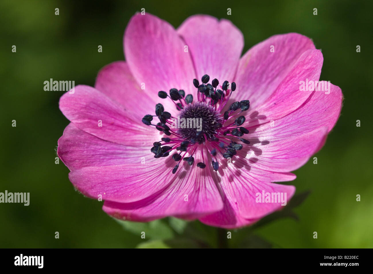 Anemone Coronaria Poppy Anemone a single pink wild flower images ...