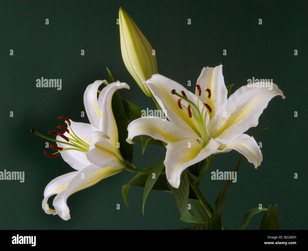Close up of Lilium Auratum Stock Photo - Alamy