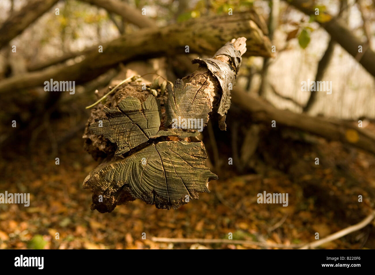 sawn off tree trunk Stock Photo - Alamy