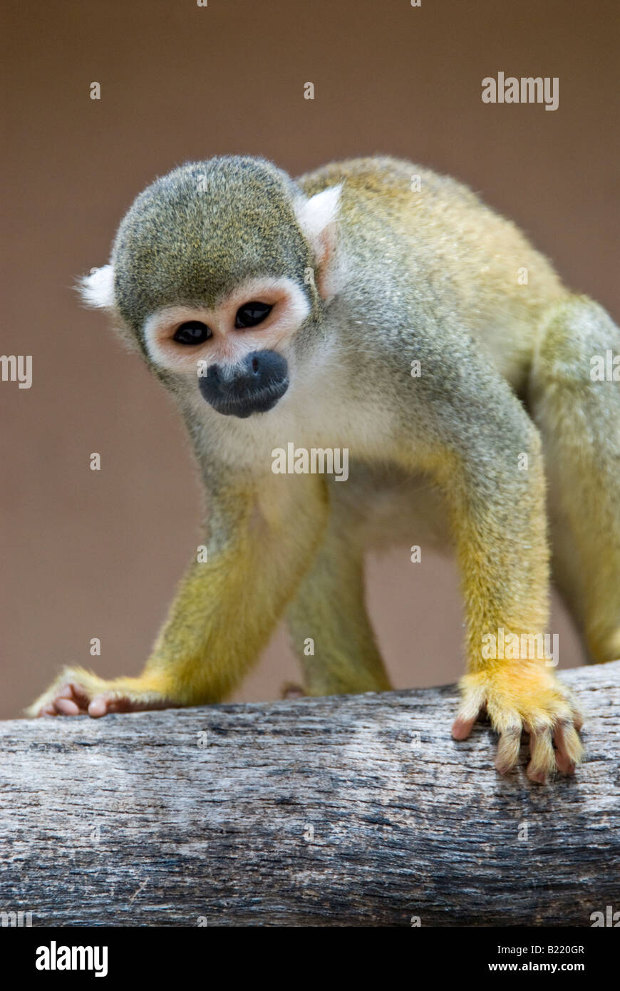 Saimiri sciureus primate mammal hi-res stock photography and images - Alamy