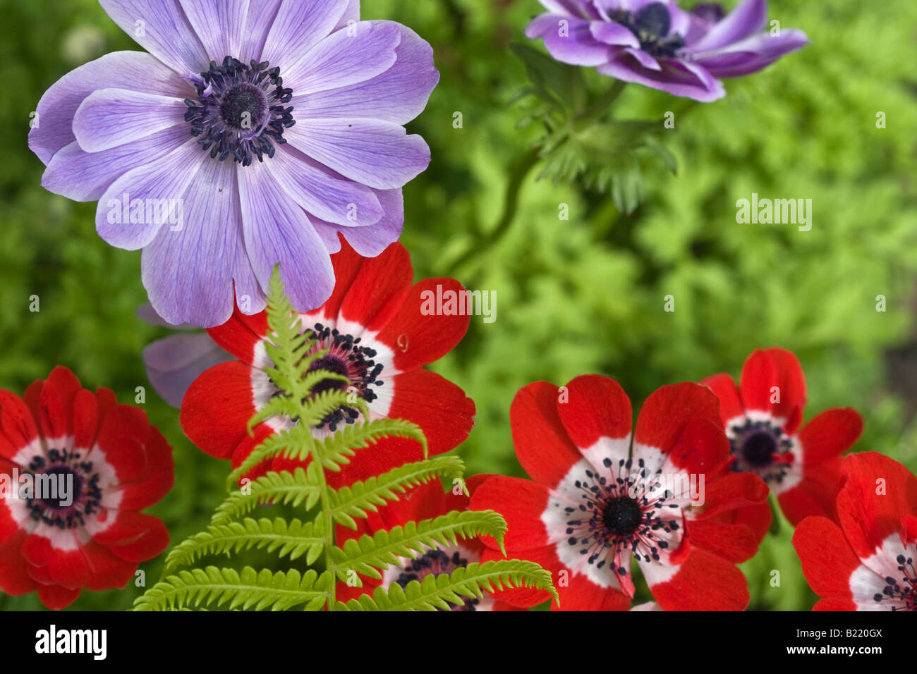 Anemone Coronaria Poppy Anemones red and purple wild flowers with fern ...
