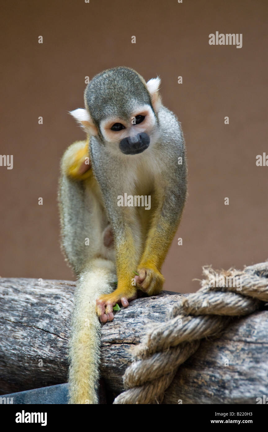 Native monkey hi-res stock photography and images - Alamy