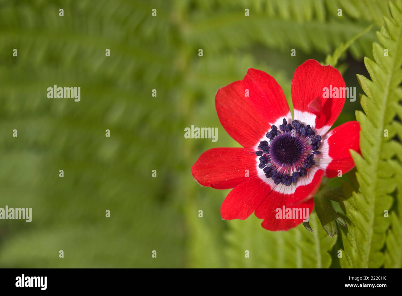 Anemone Coronaria Poppy Anemones red and purple wild flowers with fern ...