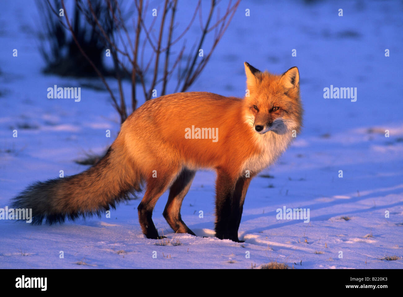 Red fox in warm winter evening light Stock Photo - Alamy