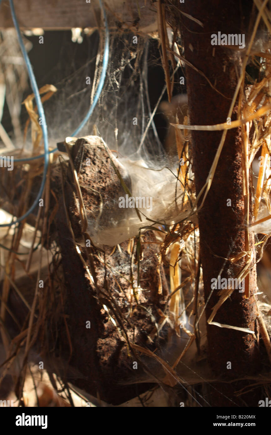 Straw and cobwebs Stock Photo - Alamy