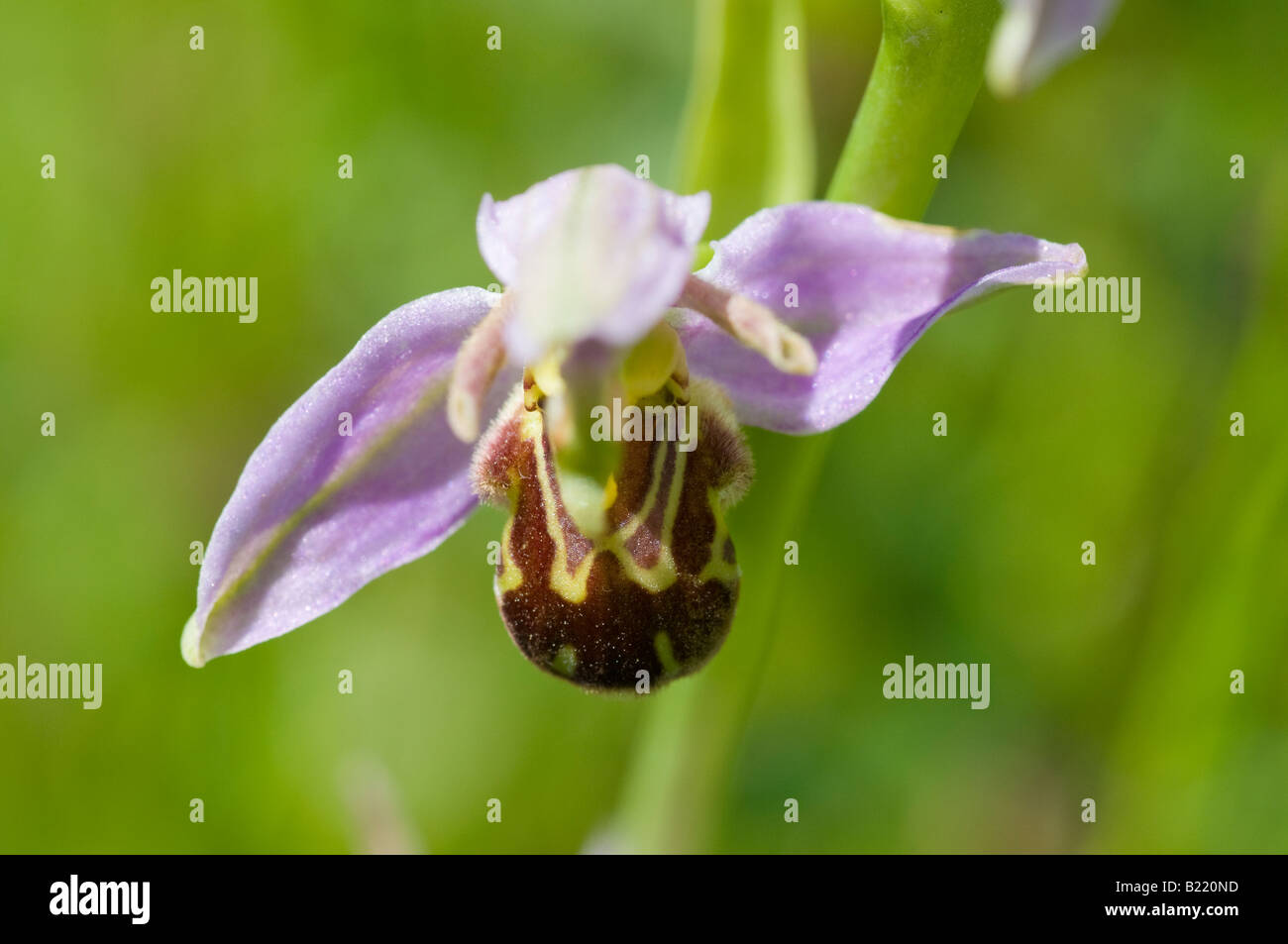 Bee orchid Ophrys apifera flower Stock Photo - Alamy