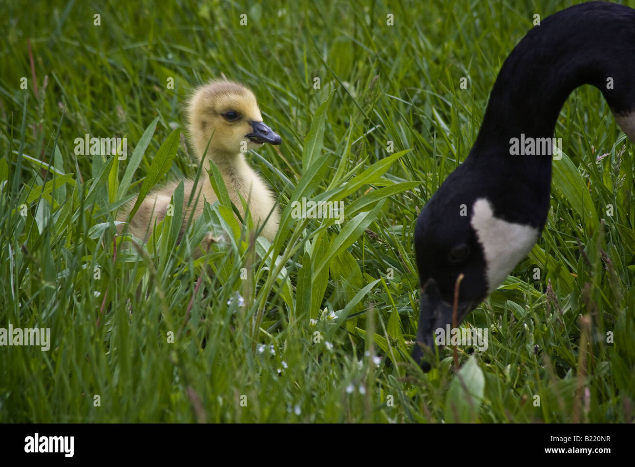 The gosling and goose Stock Photo - Alamy