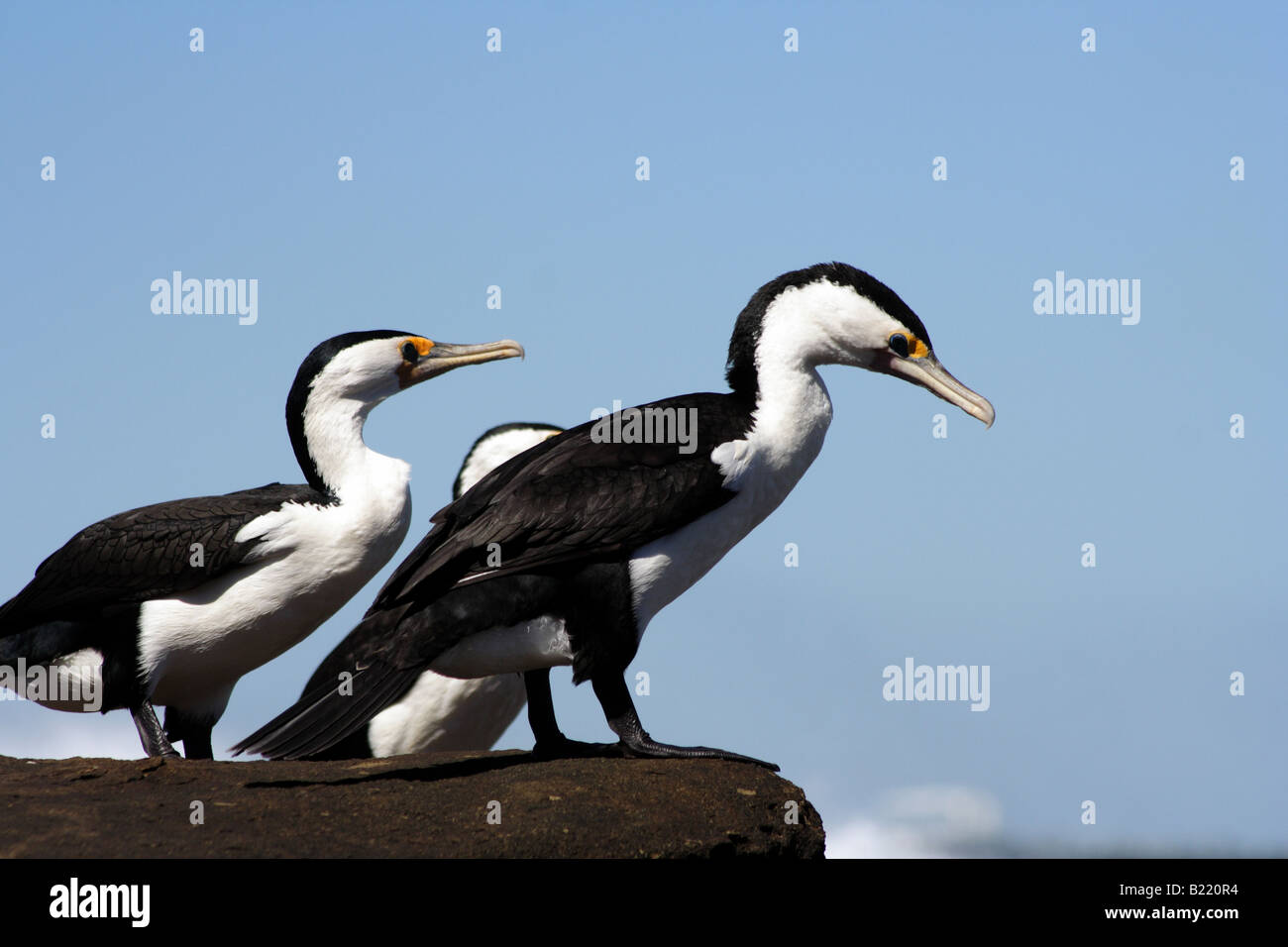 CORMORANTS STANDING ON A ROCK BLUE SKY BACKGROUND HORIZONTAL A Stock ...