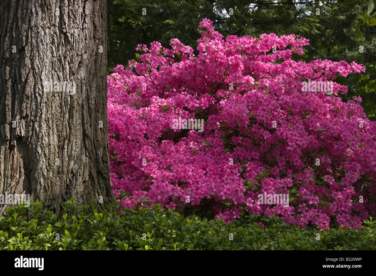 Blossoming a bush pink Azaleas in full bloom nobody Spring time is ...