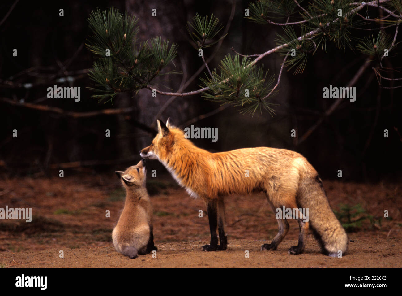 A red fox kit greets its parent in Killarney Provincial Park, Ontario ...