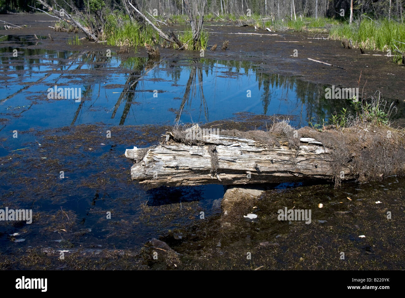 Swamp on the side of the road from fairbanks to Chena Hot Springs on ...
