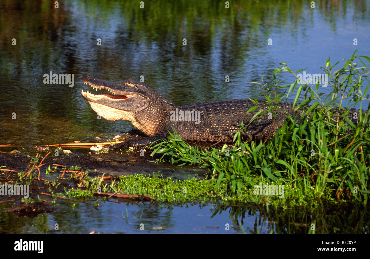 American Alligator (Alligator mississippiensis) basking in the evening ...