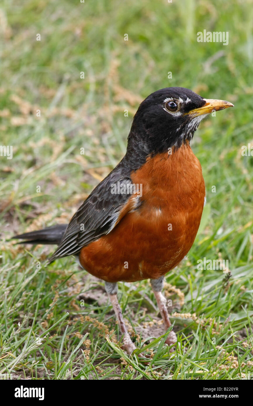 American Robin Turdus migratorius a bird sitting on the ground close up ...