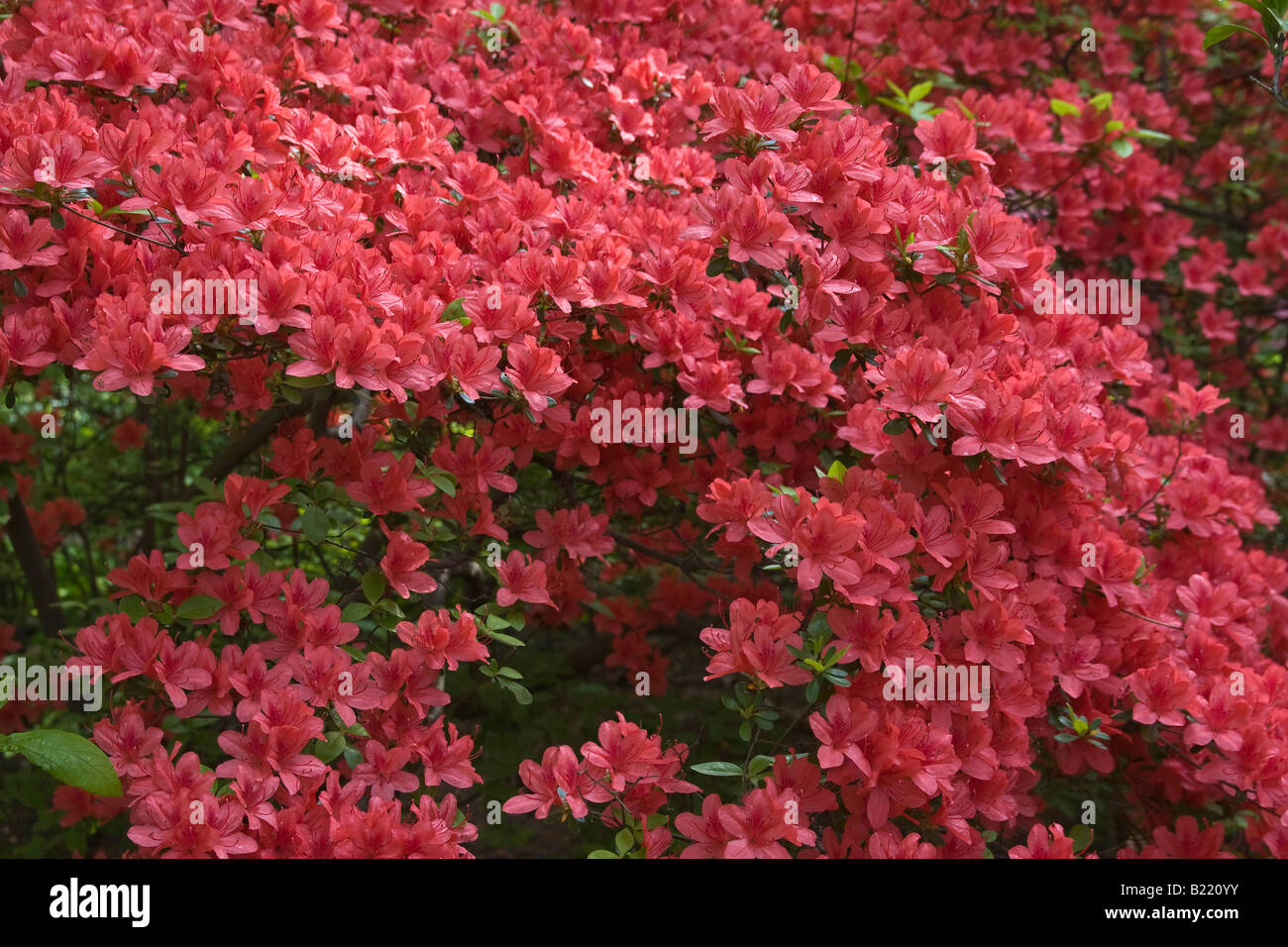 Shrub hi res hi-res stock photography and images - Alamy
