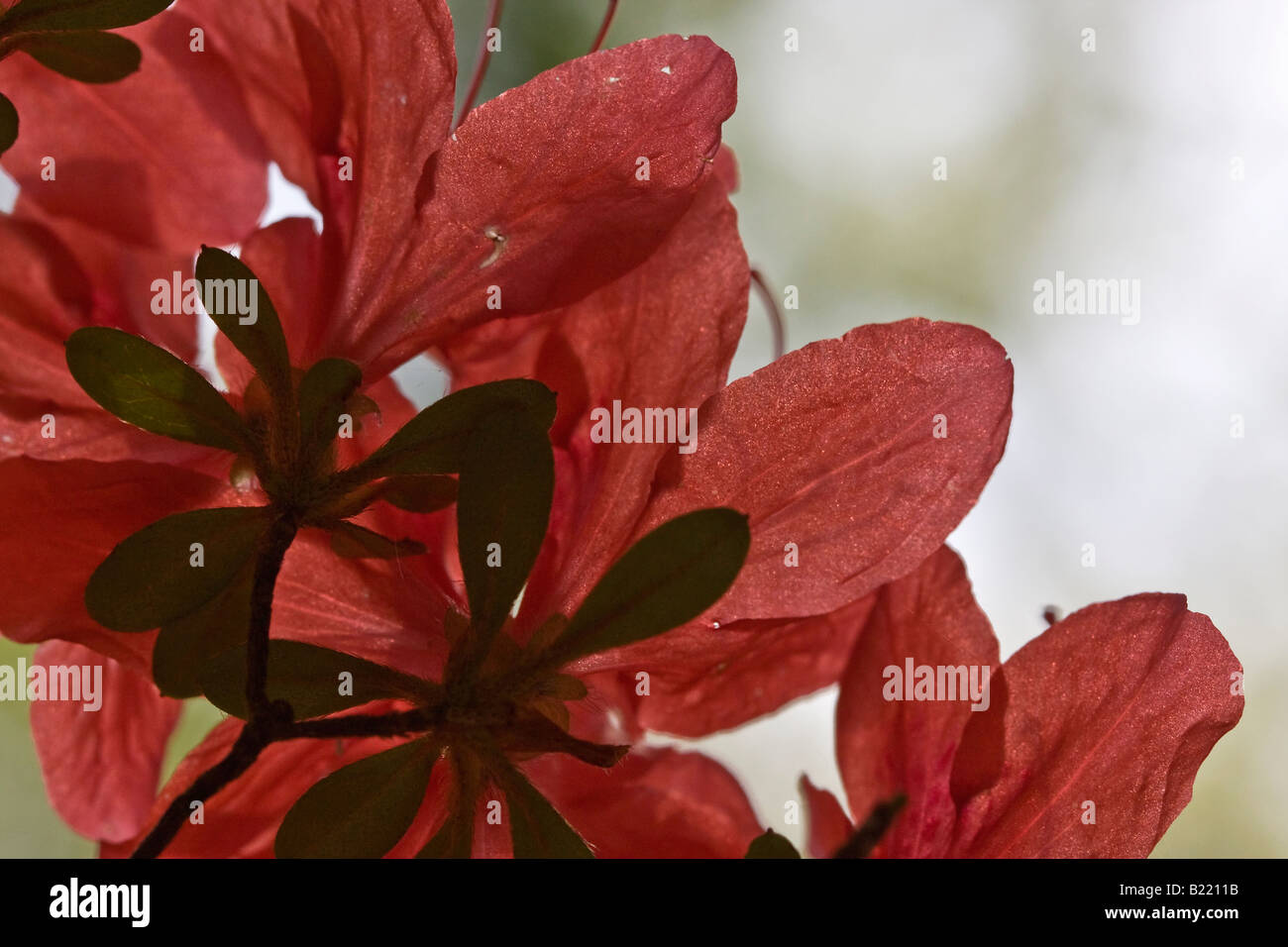 Red Rhododendron a bush flowers close up artistic spring American park ...