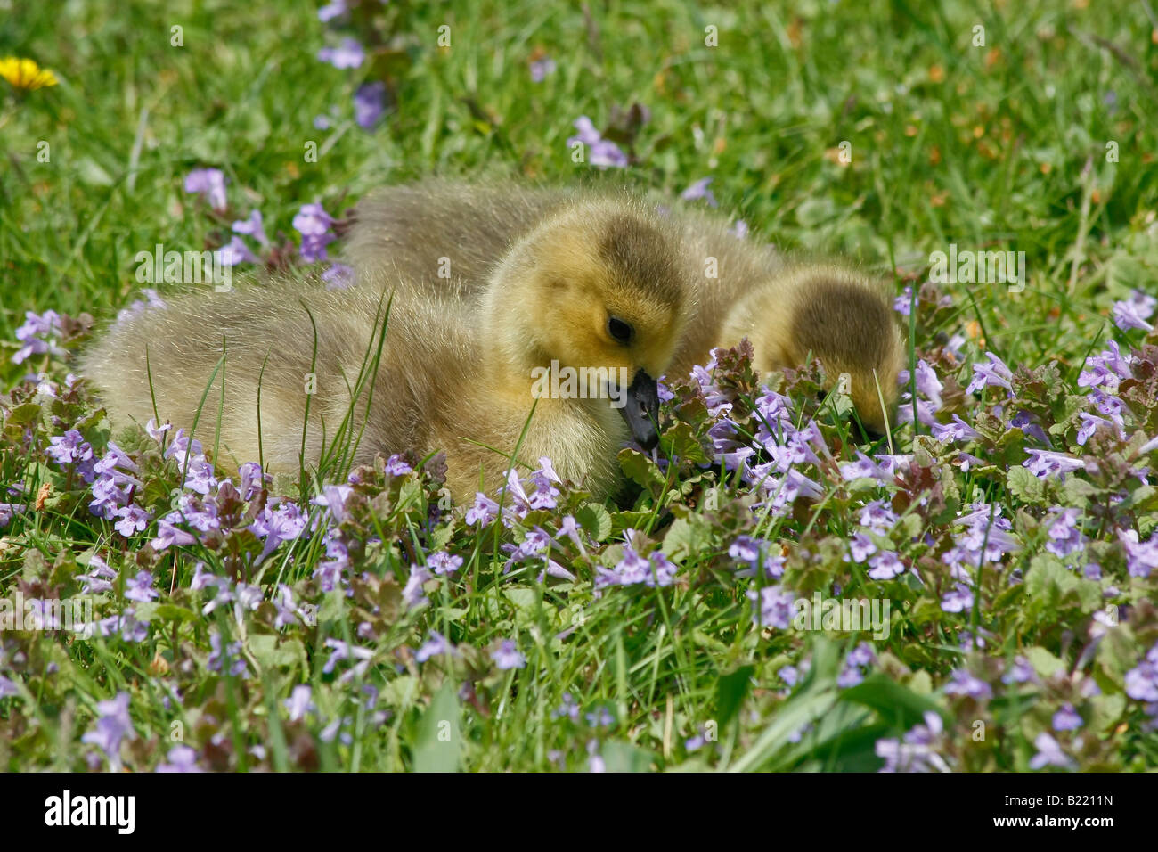 Two cute little goslings lie in meadow with flowers beautiful nature ...