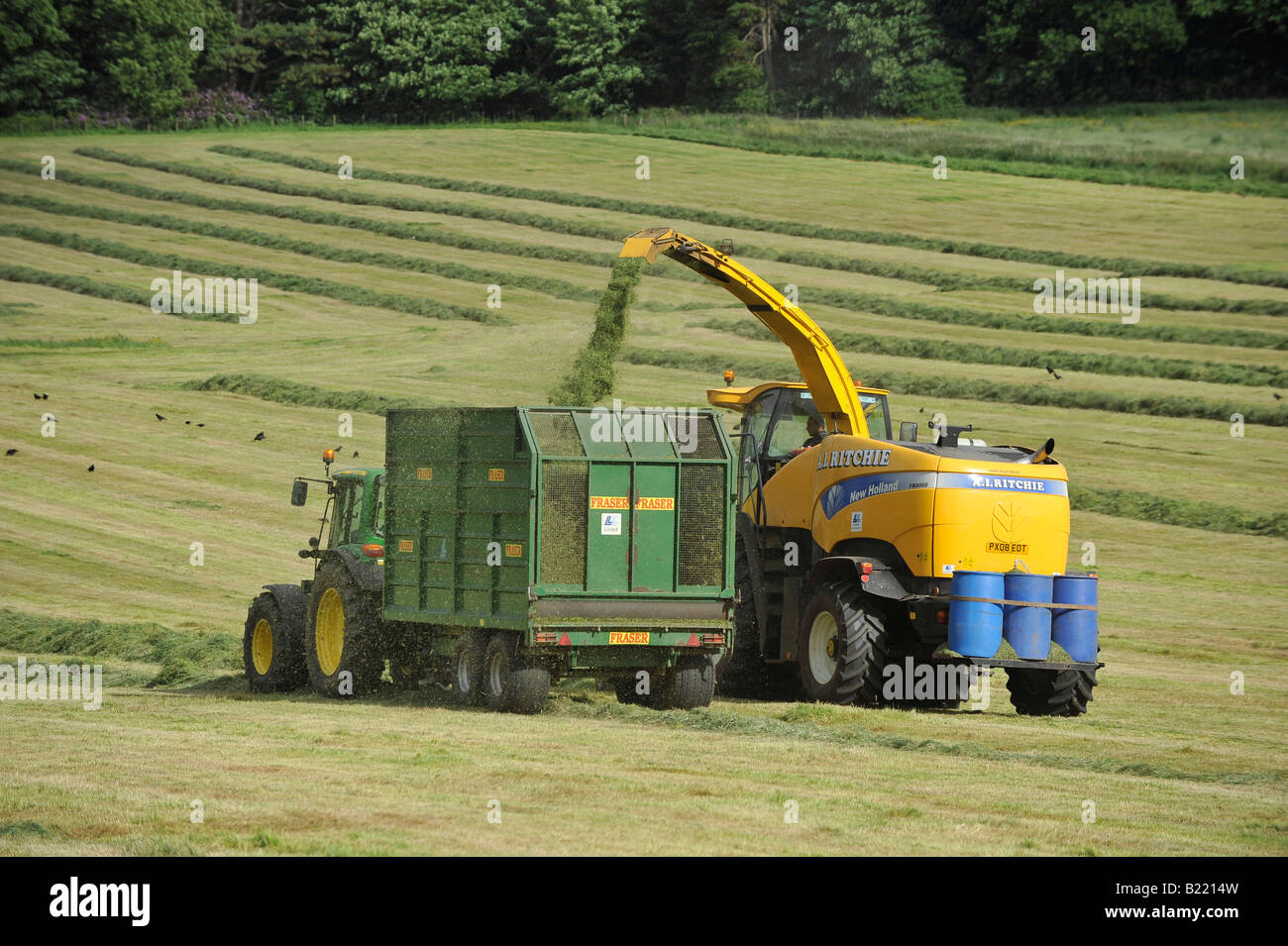 A self propelled New Holland forage harvester collects cut silage and ...