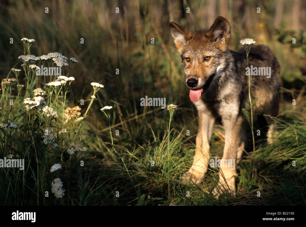 Gray wolf pup in summer Stock Photo - Alamy