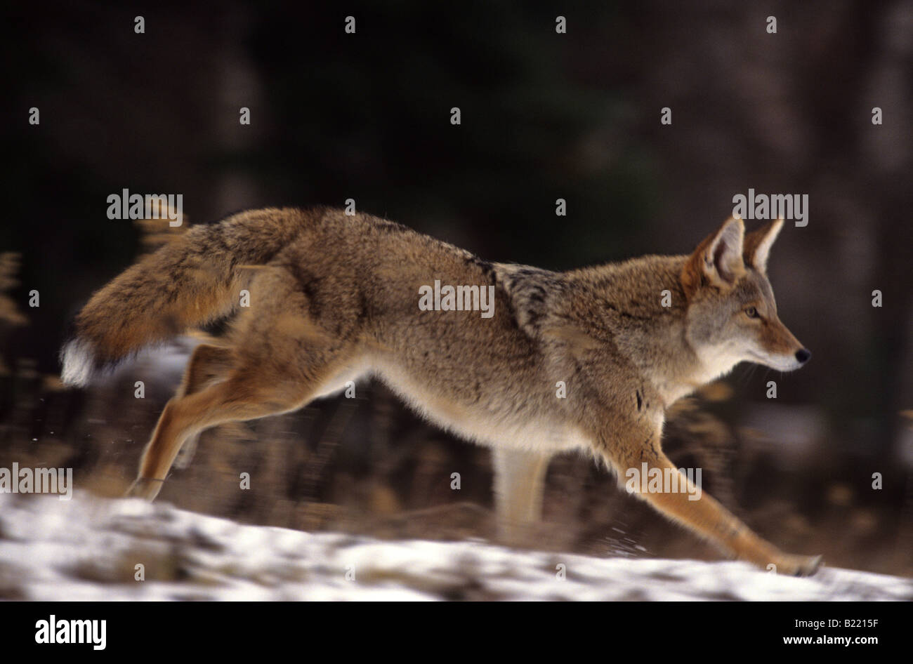 Coyotes animals hi-res stock photography and images - Alamy