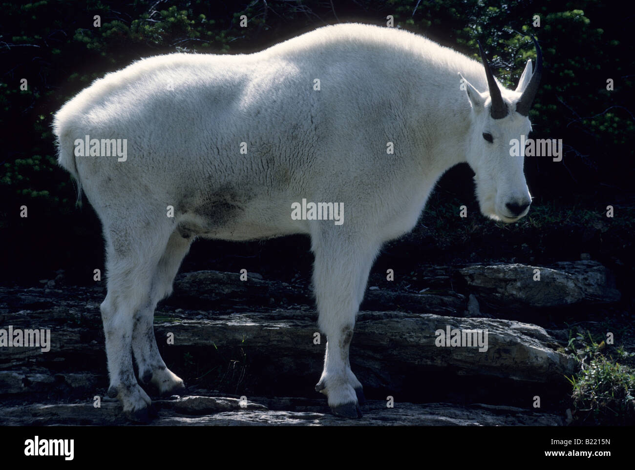 Mountain goat in Glacier National Park, Montana Stock Photo - Alamy