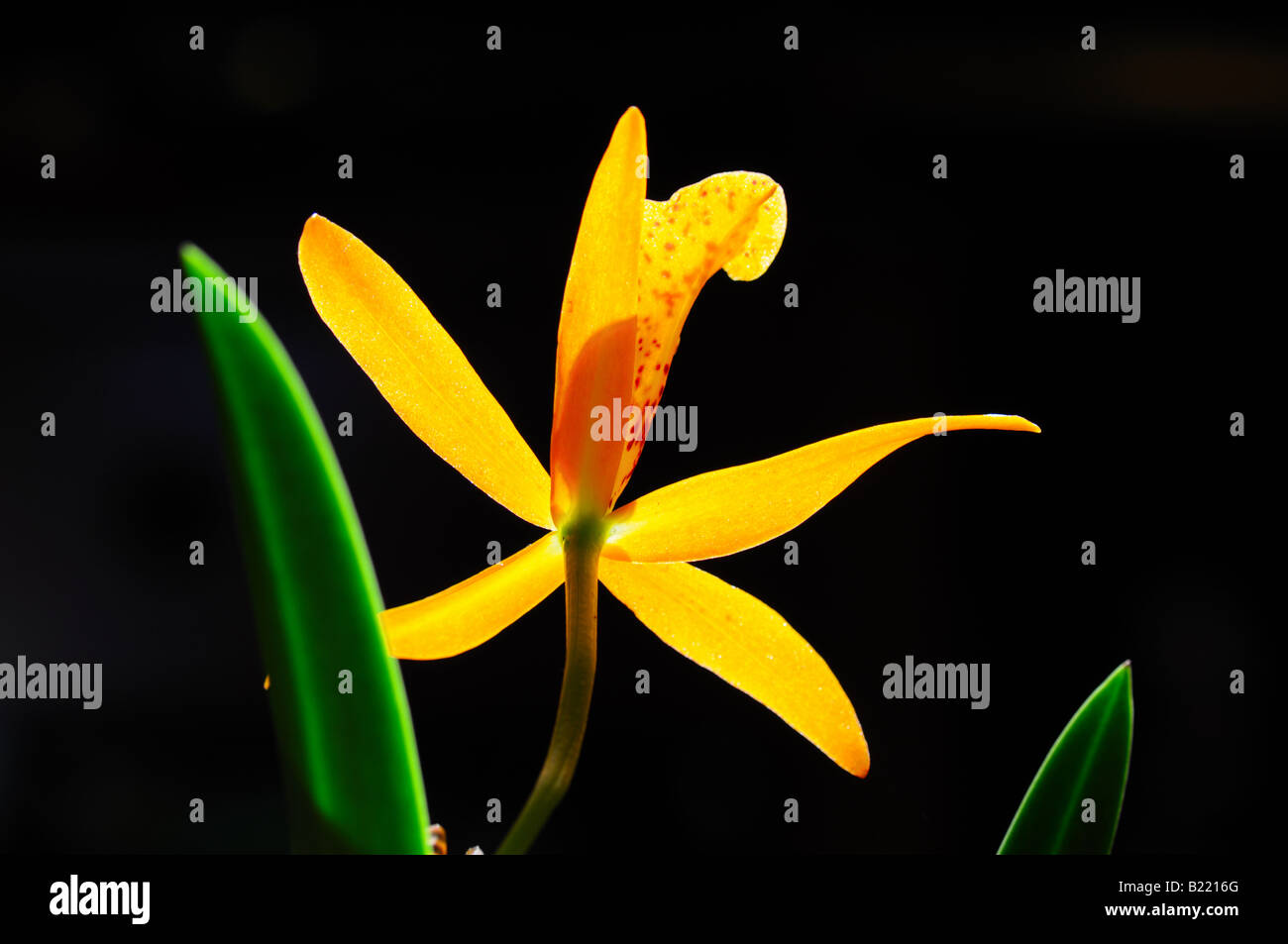 Orchid flower, Brassolaeliocattleya Blc. Haleahi Sunbow x Blc. Richard ...