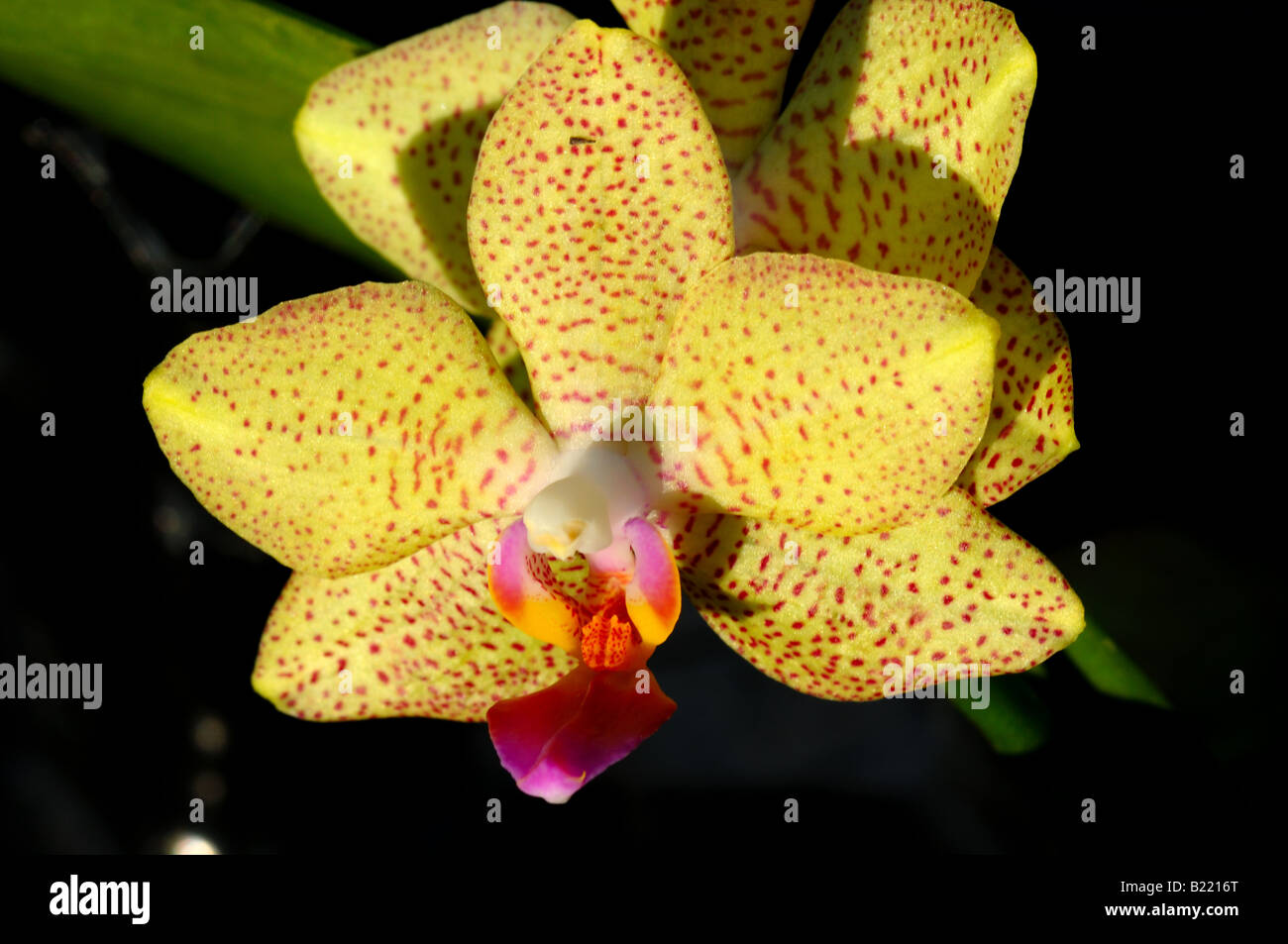 Golden phalaenopsis orchid hi-res stock photography and images - Alamy