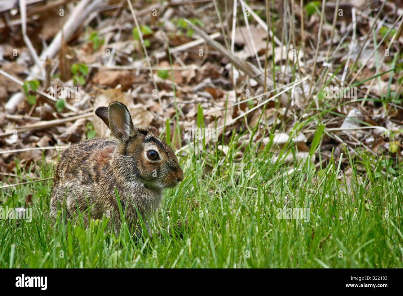 Young rabbit rural nature nobody early Spring is arrived finally here ...