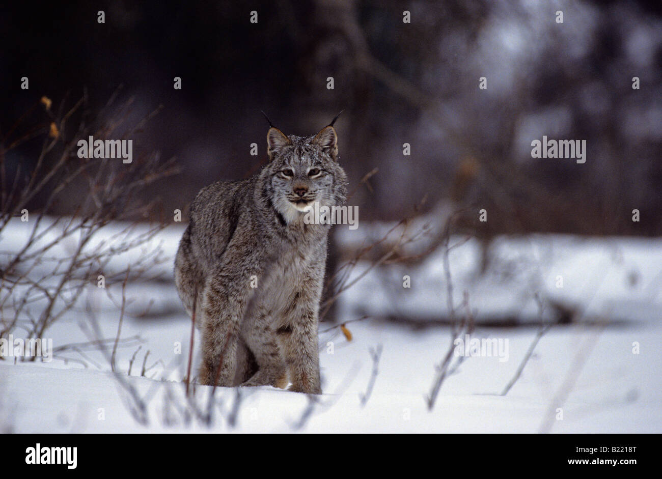 North american lynx canada hi-res stock photography and images - Alamy
