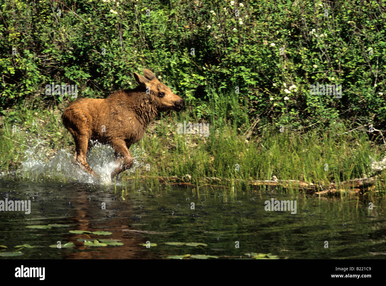 A young moose calf running along the edge of a pond Stock Photo - Alamy