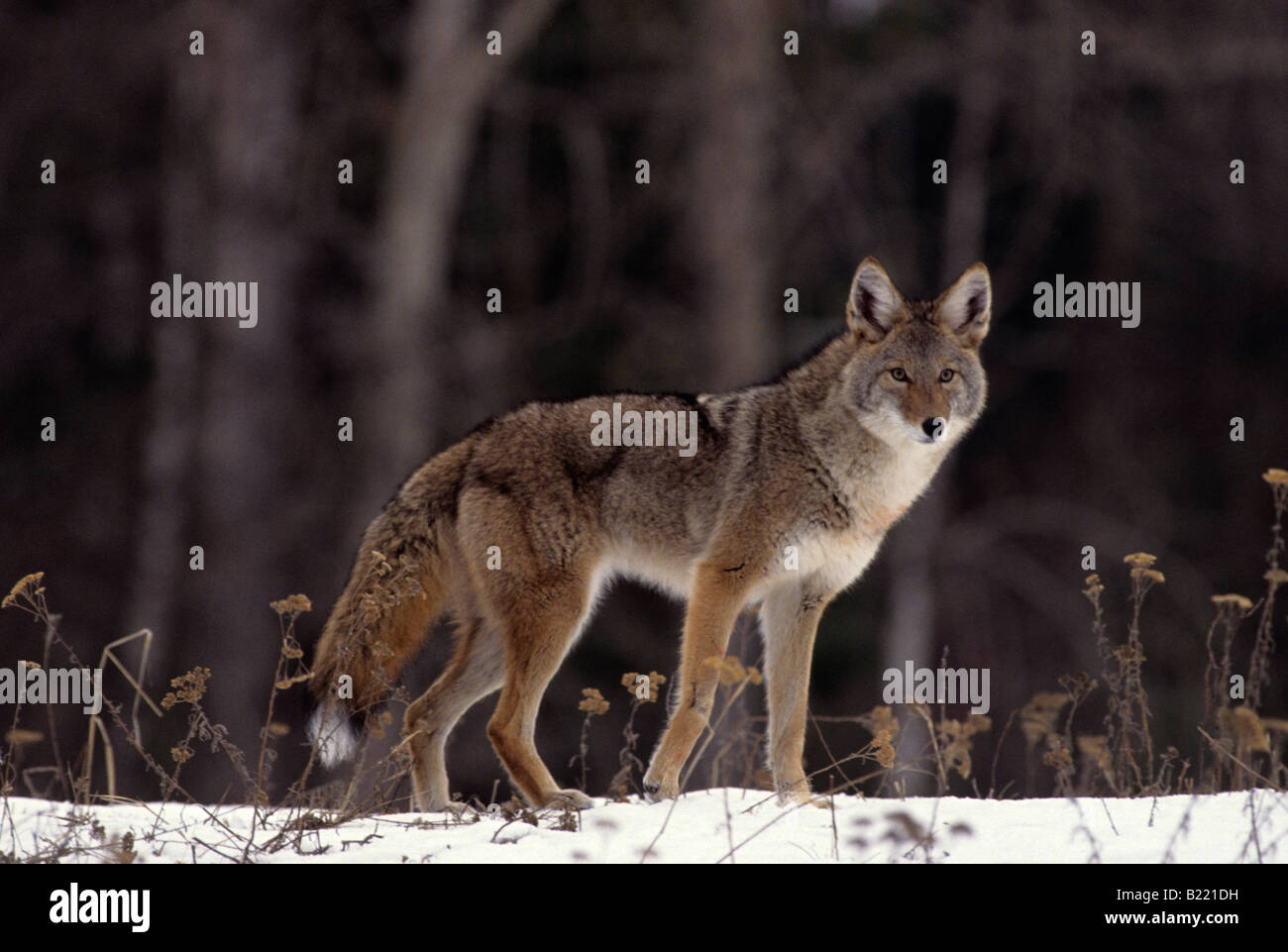 Coyote standing on a ridge Stock Photo - Alamy