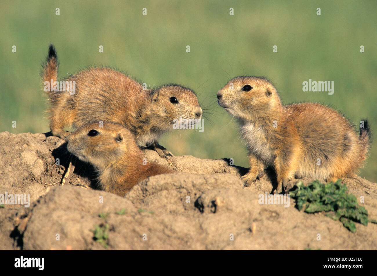 Three young Black-tailed prairie dogs at their burrow in Theodore ...
