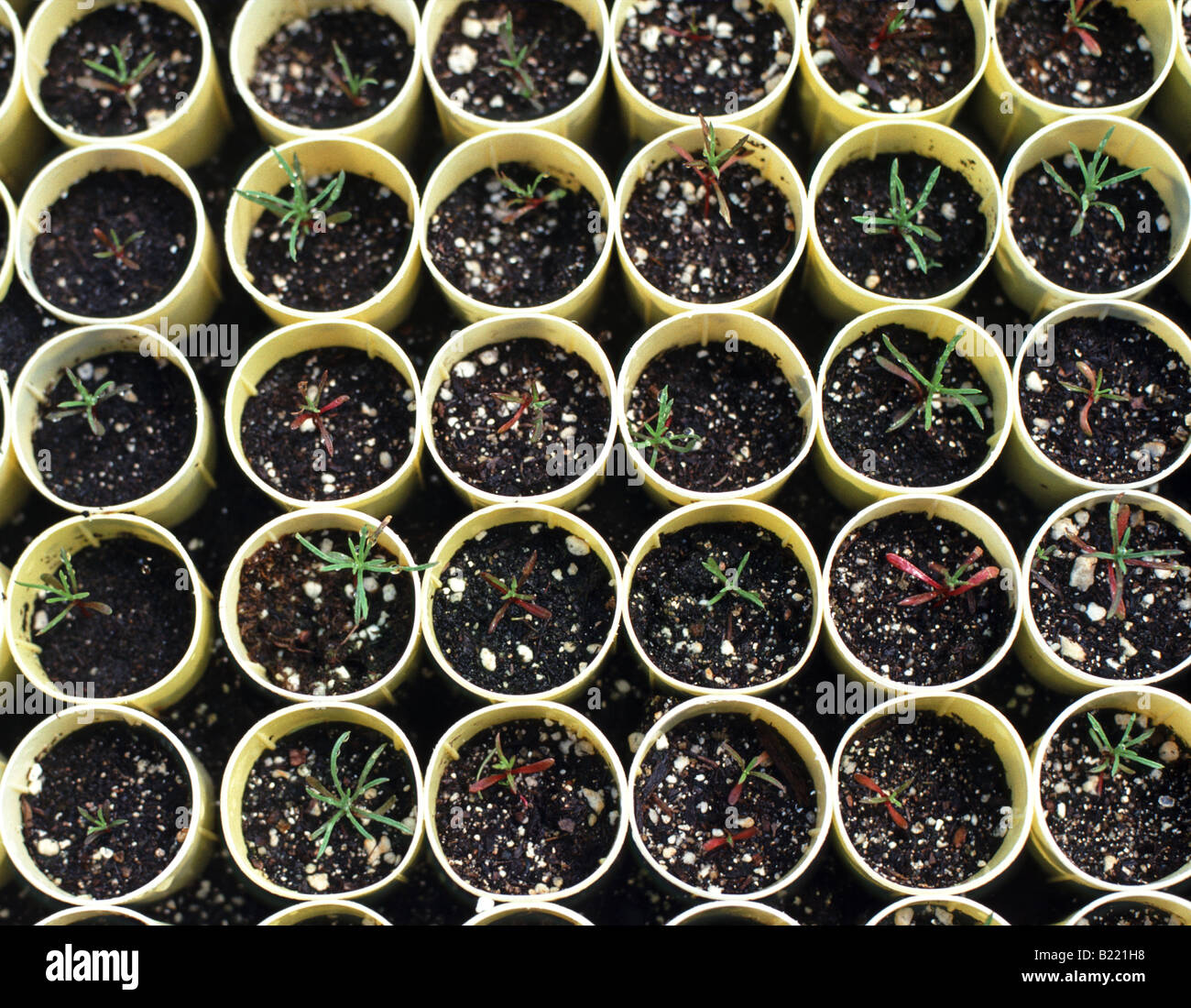 native plants nursery at Golden Gate National Recreational Area in San ...