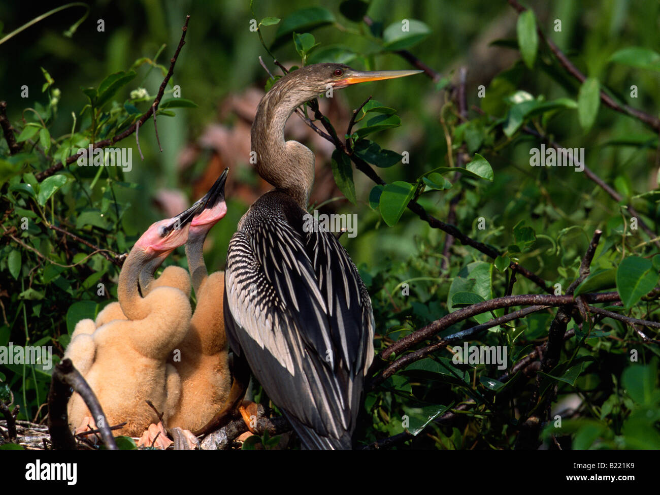 Female Anhinga (Anhinga anhinga) and chicks Stock Photo - Alamy