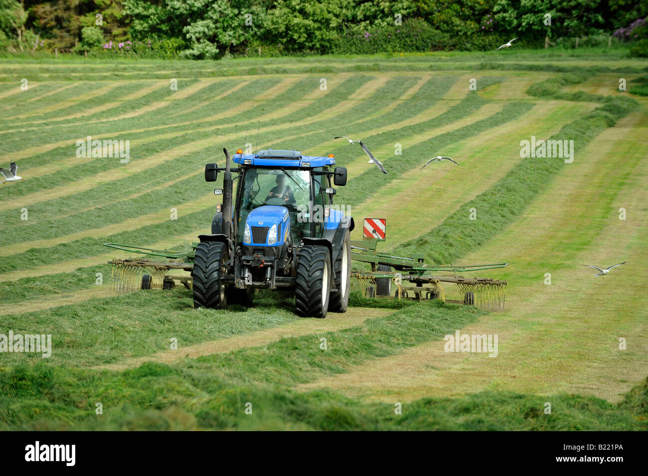 Silage and hay time New Holland tractor turns the mown grass with a hay ...