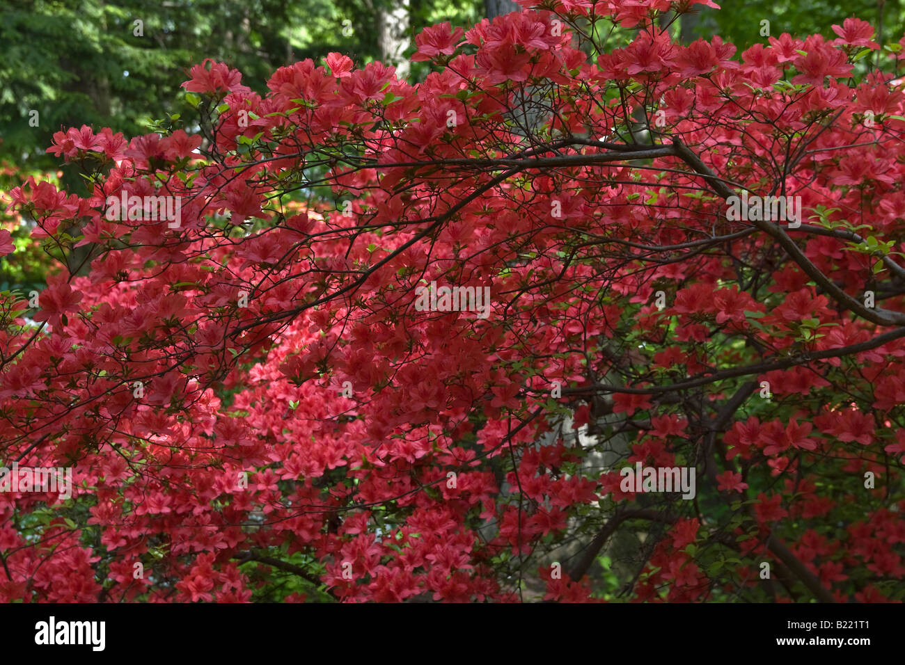 Rhododendron Ericaceae shrub with the red flowers pictures images ...