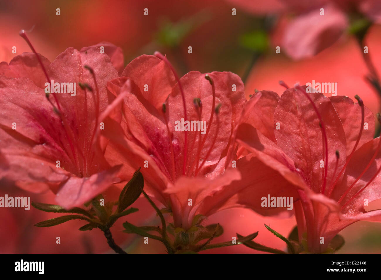 Rhododendron shrub hi-res stock photography and images - Alamy