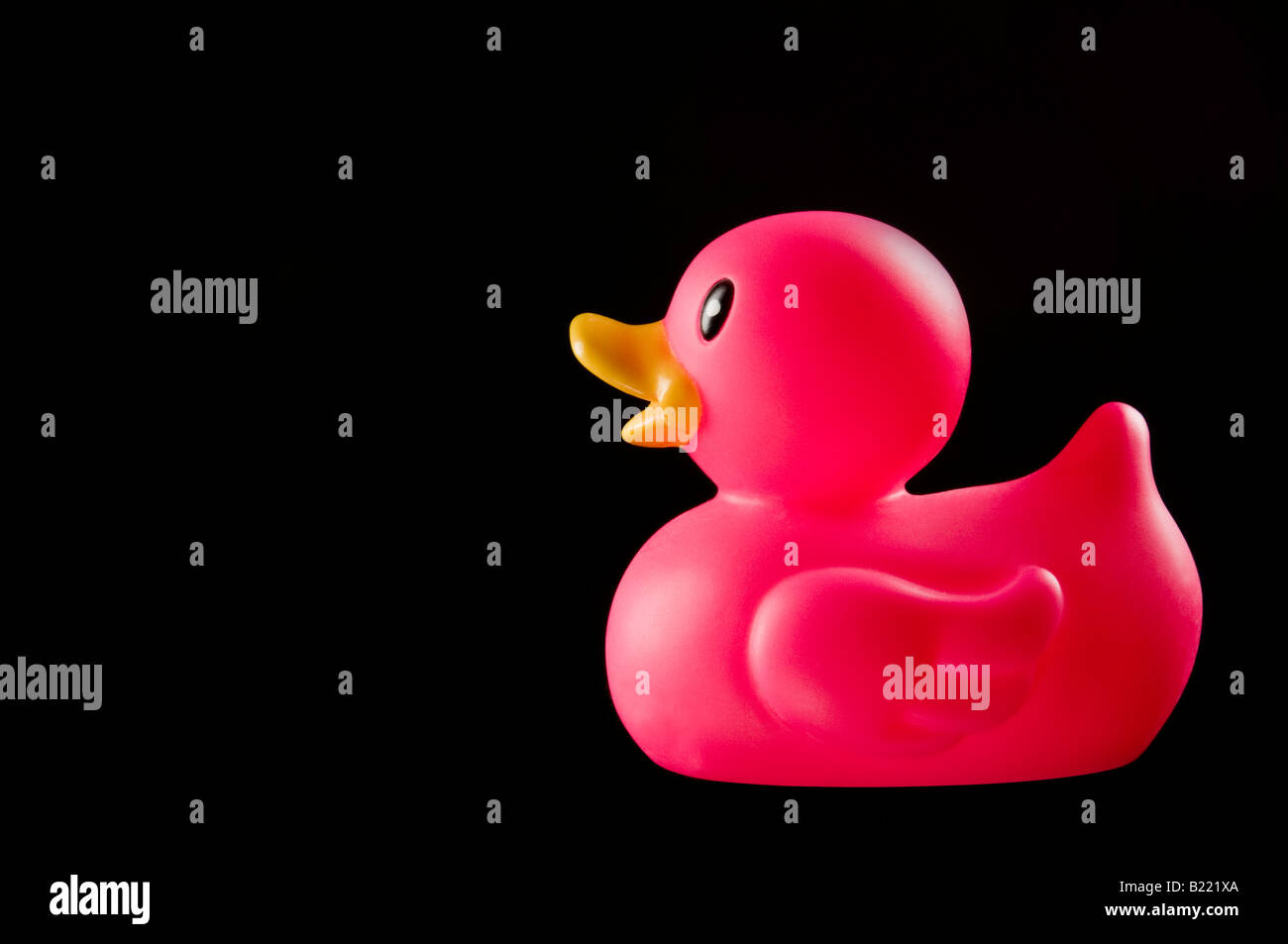 Pink plastic bath duck on black background Stock Photo - Alamy